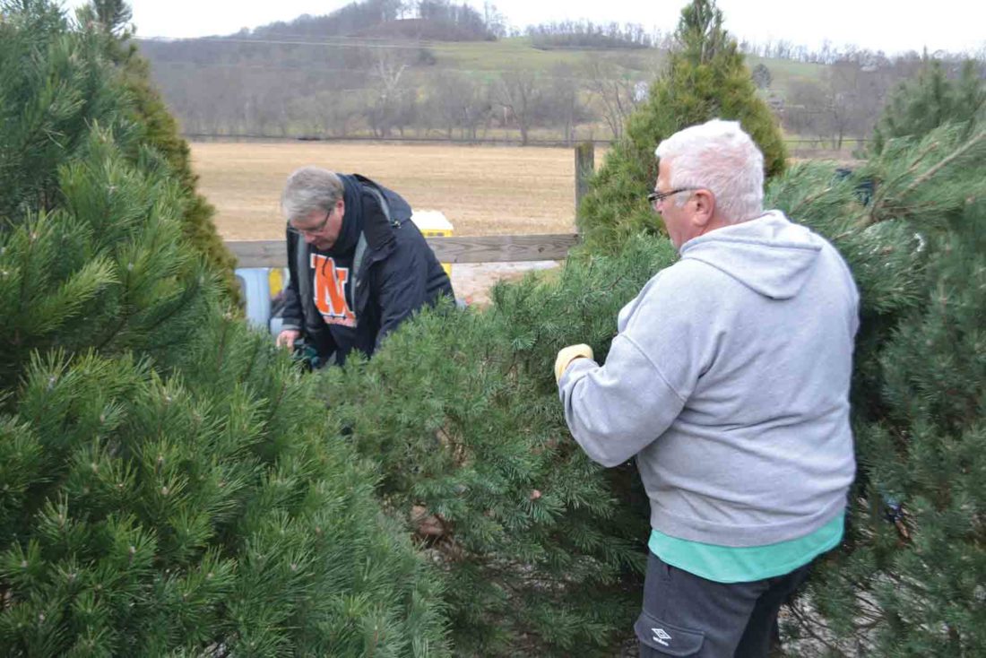 Families search farms for perfect Christmas tree | News, Sports, Jobs ...